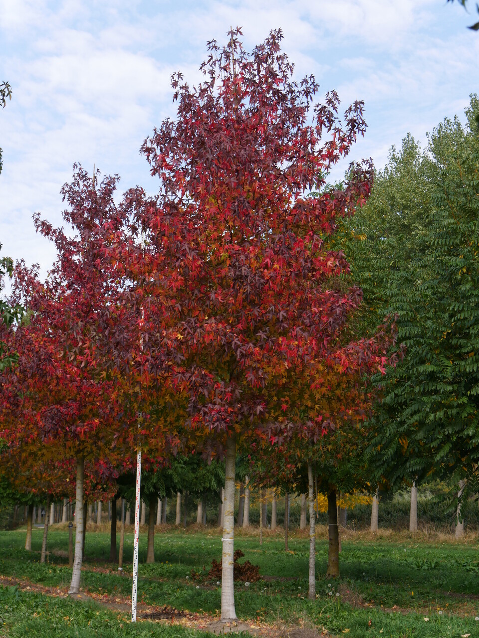 Liquidambar styraciflua 'Worplesdon' | Liquidambar styraciflua 'Worplesdon' - Van den Berk Nurseries
